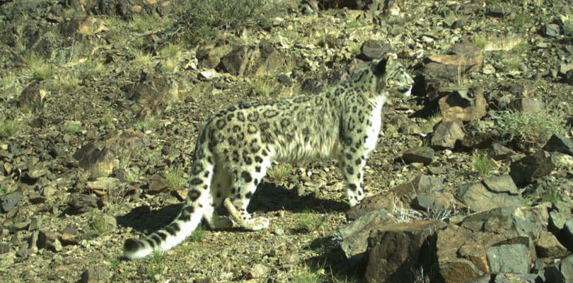 Annual Reports & Newsletters - Snow Leopard Trust