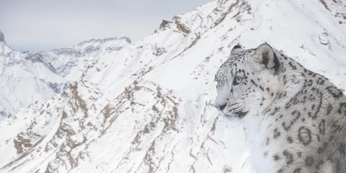 Snow Leopard Reports: Bringing the Snow Leopard Community Together ...