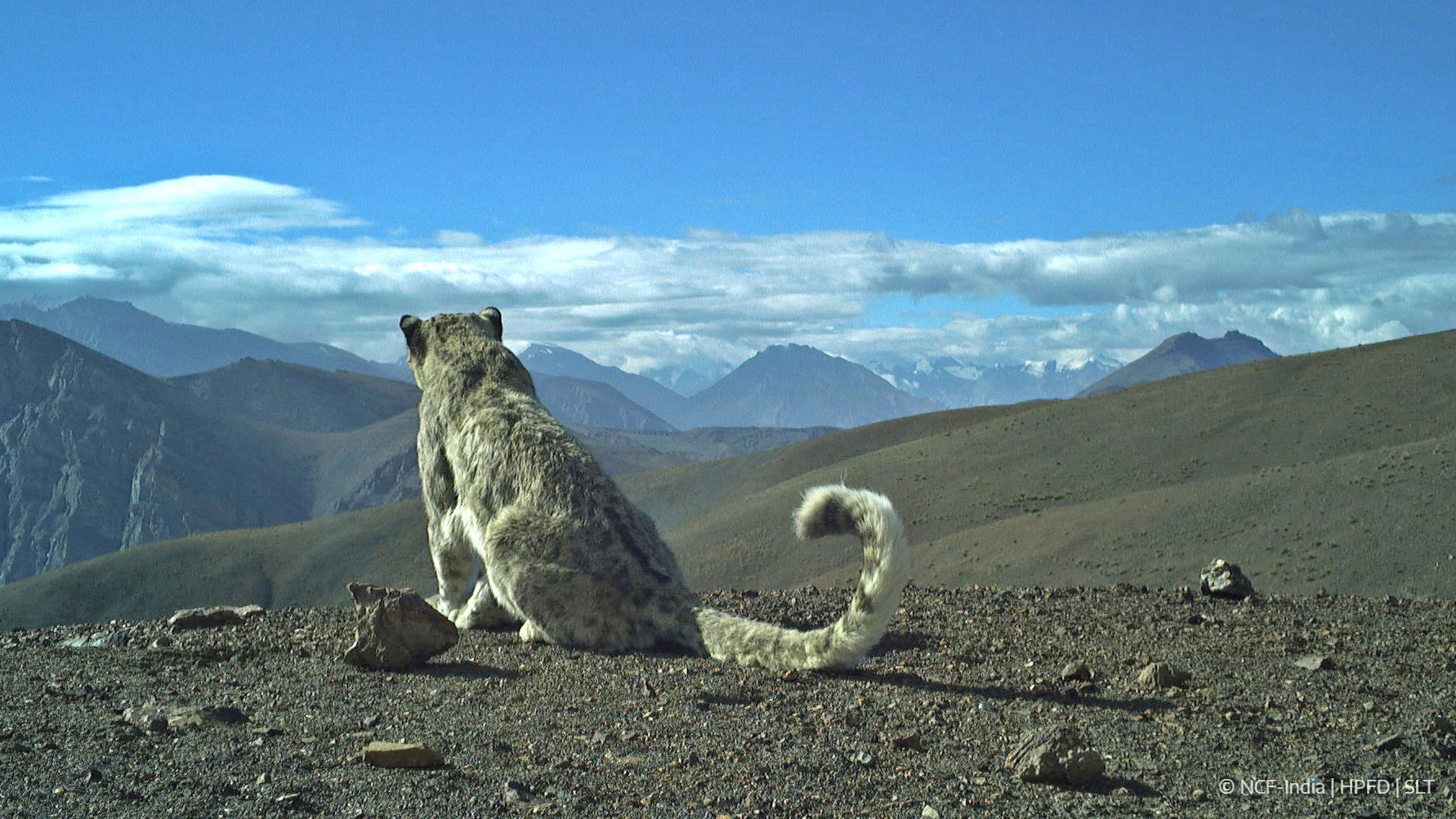 Can You Spot the Danger? Take the Snow Leopard Threats Quiz - Snow Leopard Trust