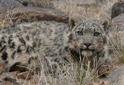 Our Most Recently Collared Female Snow Leopard Has Been Photographed ...
