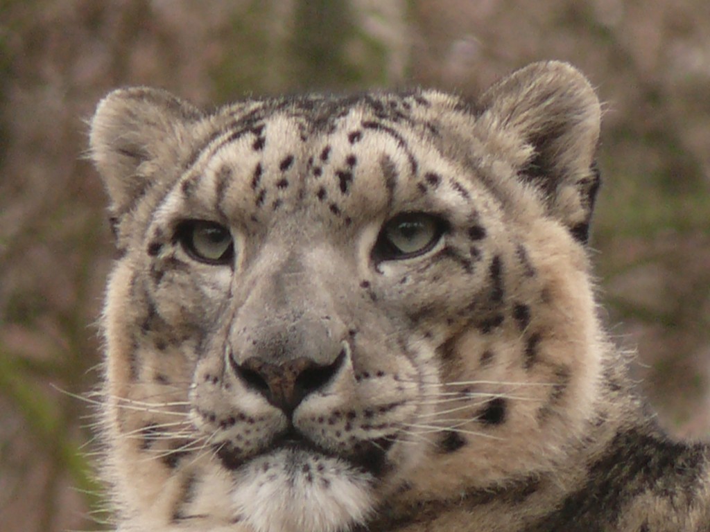 Ibex Rut = Thanksgiving Dinner for Snow Leopards - Snow Leopard Trust