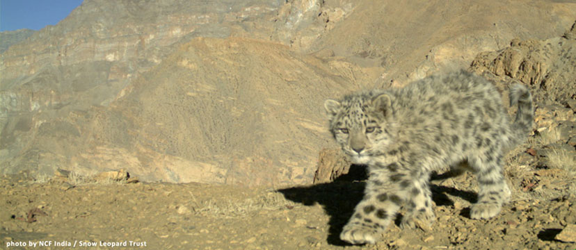 life-cycle - Snow Leopard Trust