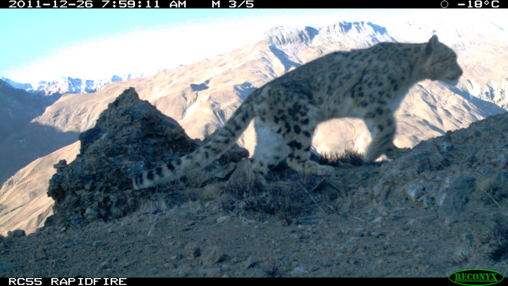 Mourning Peter Matthiessen - Snow Leopard Trust