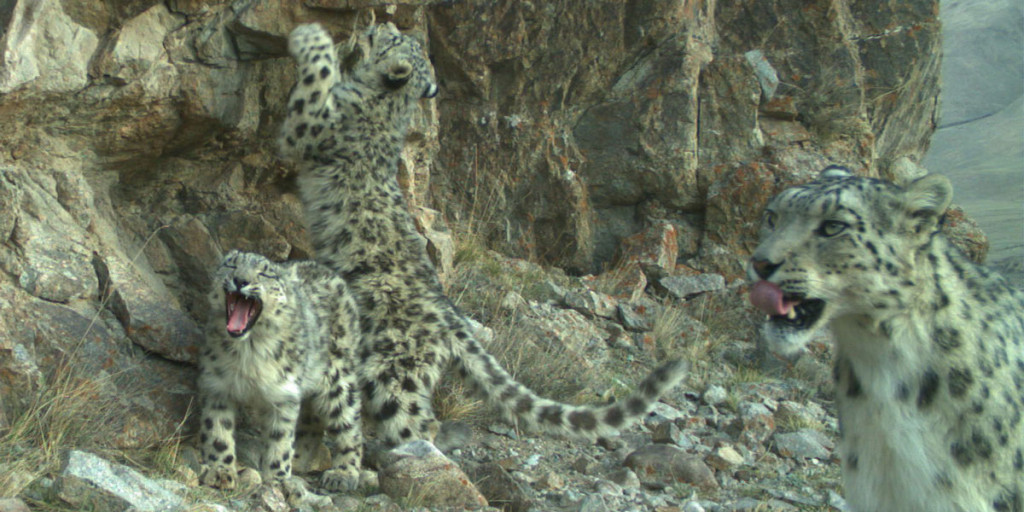 Fresh Product Ideas to Help Protect Snow Leopards - Snow Leopard Trust