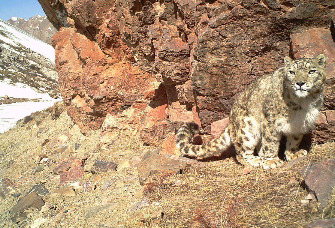 Team Snow Leopard - Snow Leopard Trust