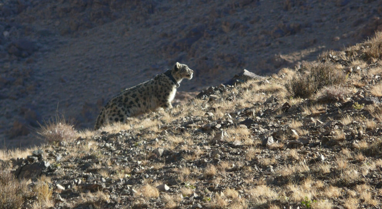 Understanding Snow Leopard Home Ranges - Snow Leopard Trust