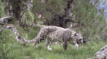 Snow leopard - china - Snow Leopard Trust