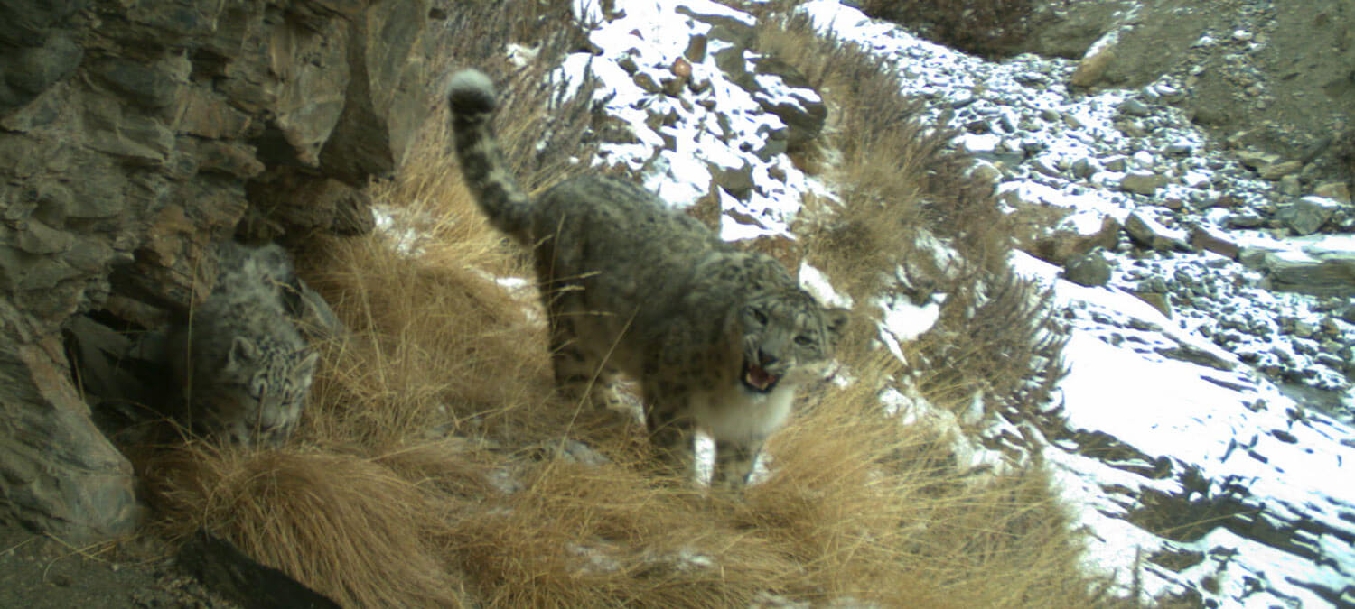 Video: Snow Leopard Mother and Cub - Snow Leopard Trust
