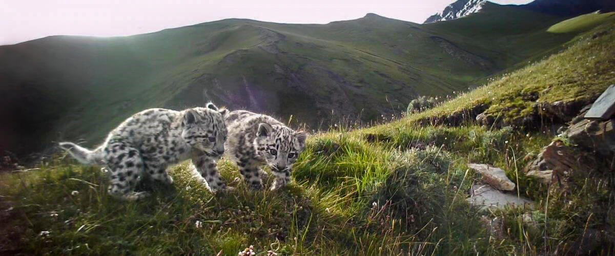 Legacy Giving - Snow Leopard Trust