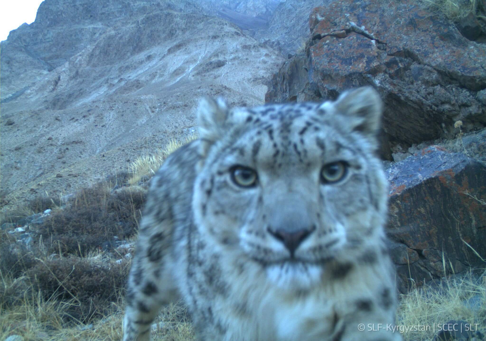 BBC series: Ghosts in the Snow - Snow Leopard Trust