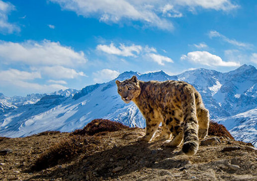 The Threats - Snow Leopard Trust