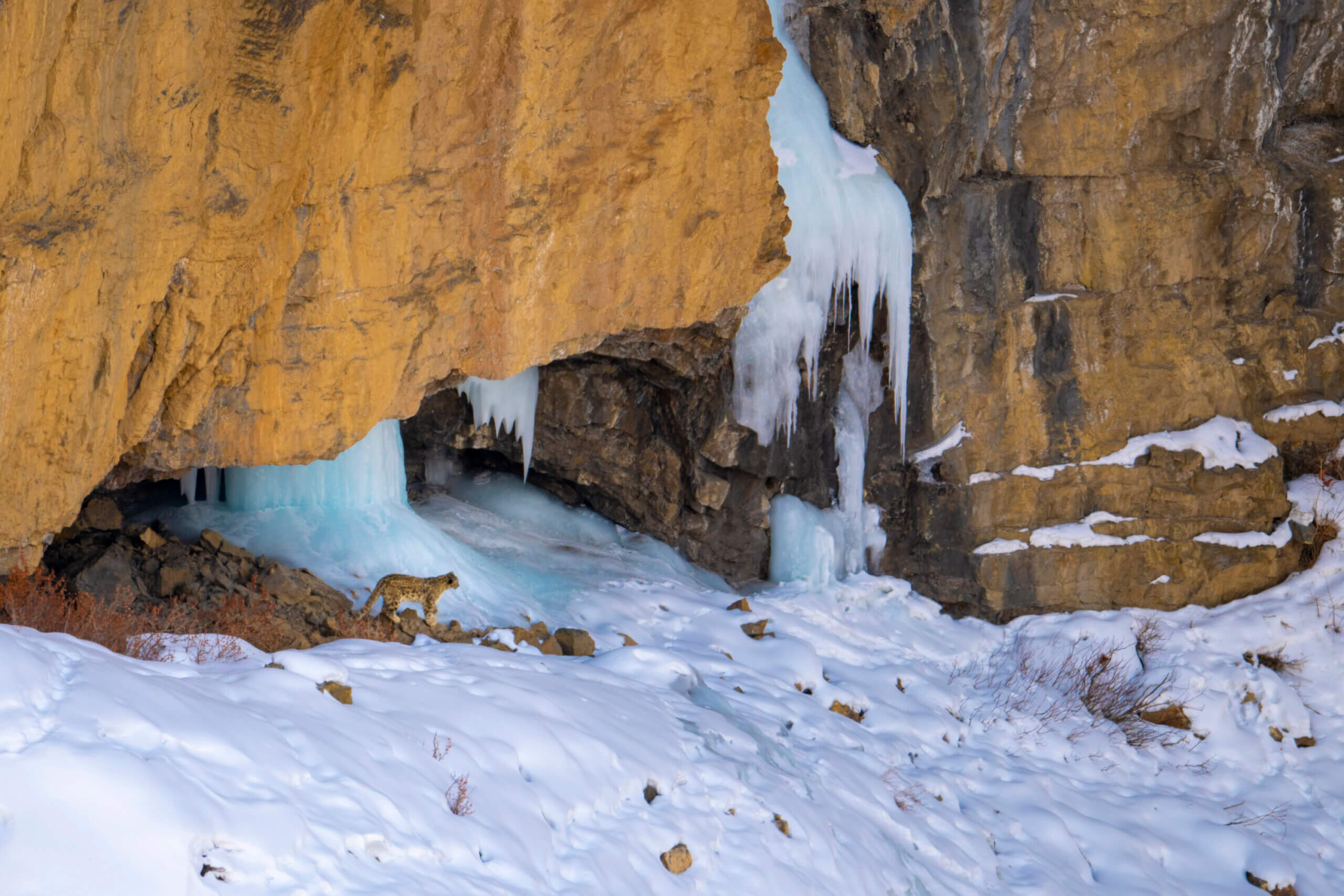Nations for Snow Leopards Win Prestigious International Award for ...