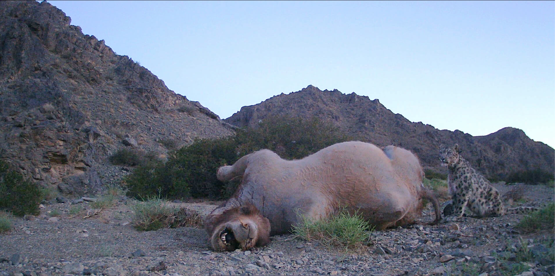 The Reality of Living with Snow Leopards - Snow Leopard Trust