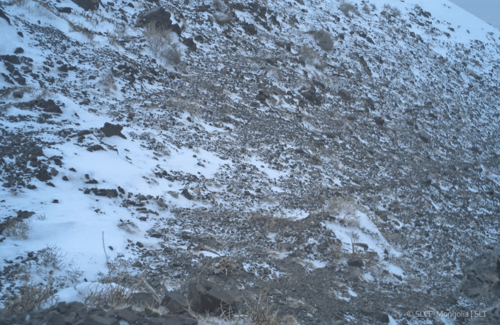 The Secret Love Lives of Wild Snow Leopards - Snow Leopard Trust
