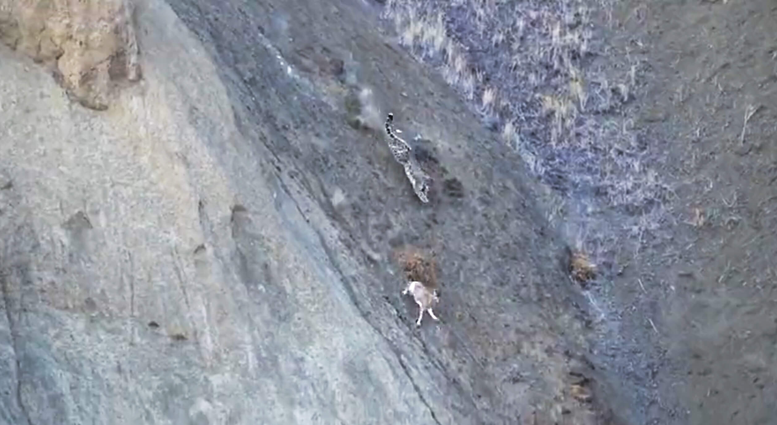 Amazing video of snow leopard hunting prey - Snow Leopard Trust