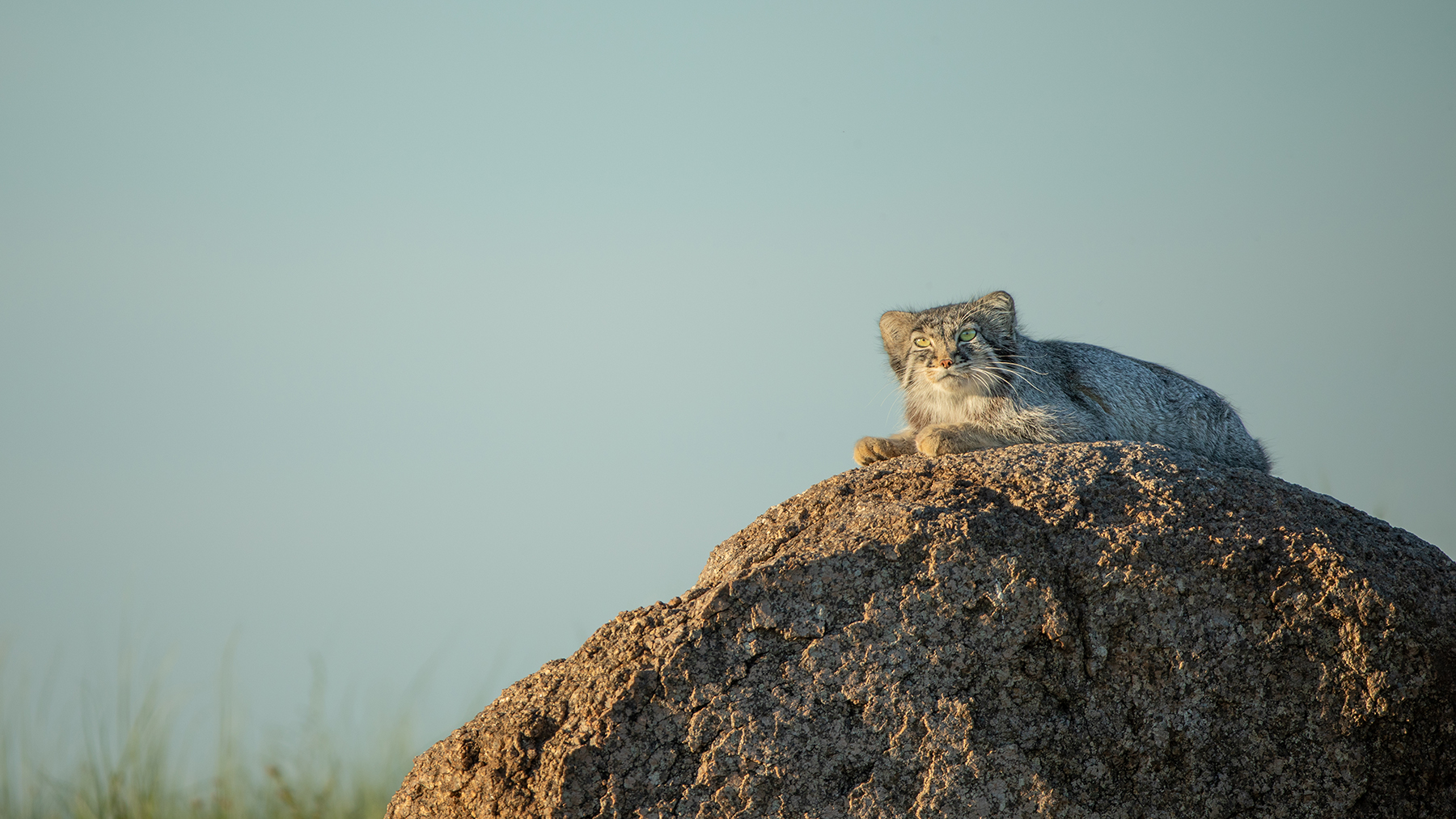 Do you know ‘the grumpiest cat in the world’? - Snow Leopard Trust