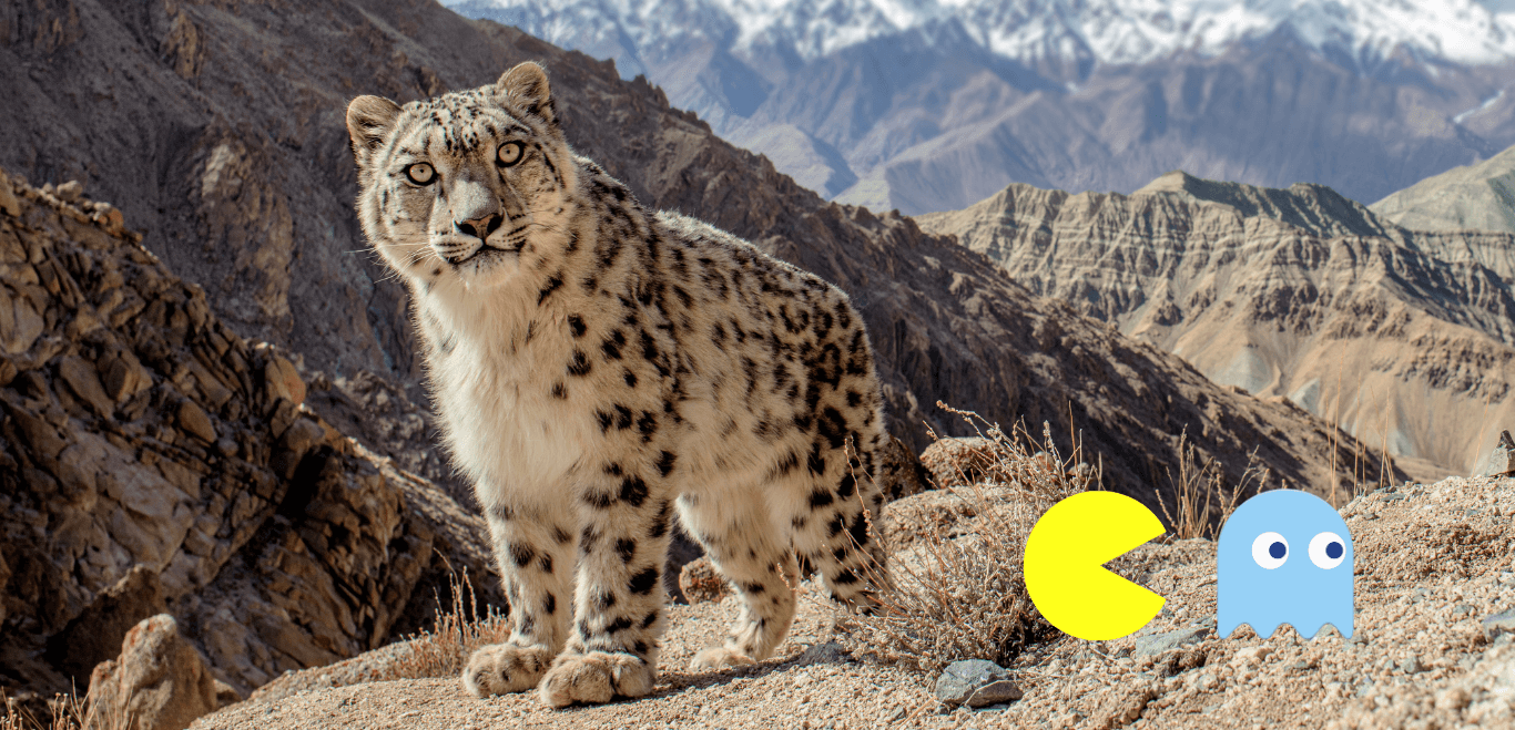 Activities For Kids - Snow Leopard Trust