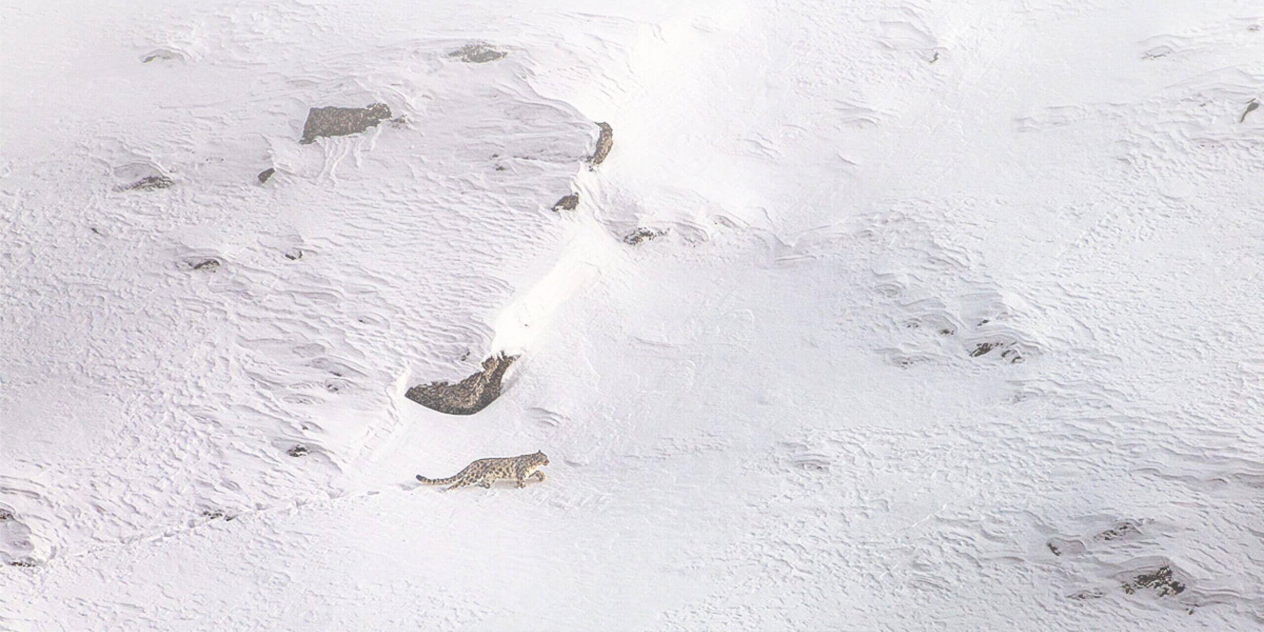 Watch our Award-Winning Documentary Short Film Series - Snow Leopard Trust