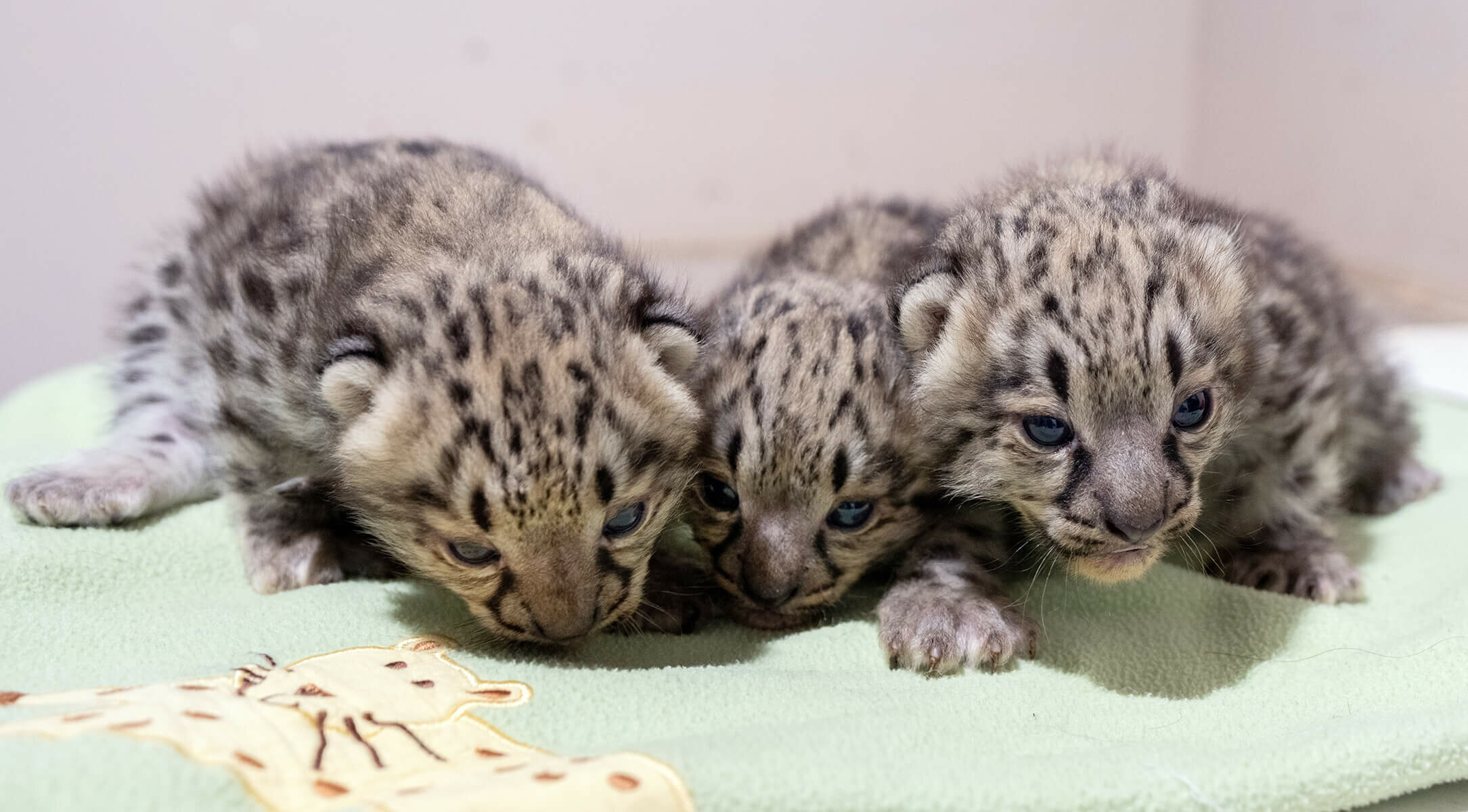 A Conservation Legacy That Goes Beyond Cute - Snow Leopard Trust