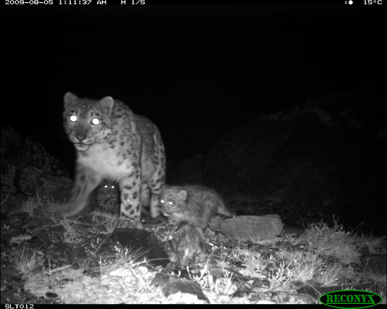 Remembering Dagina: Celebrating the Life of an Extraordinary Snow ...