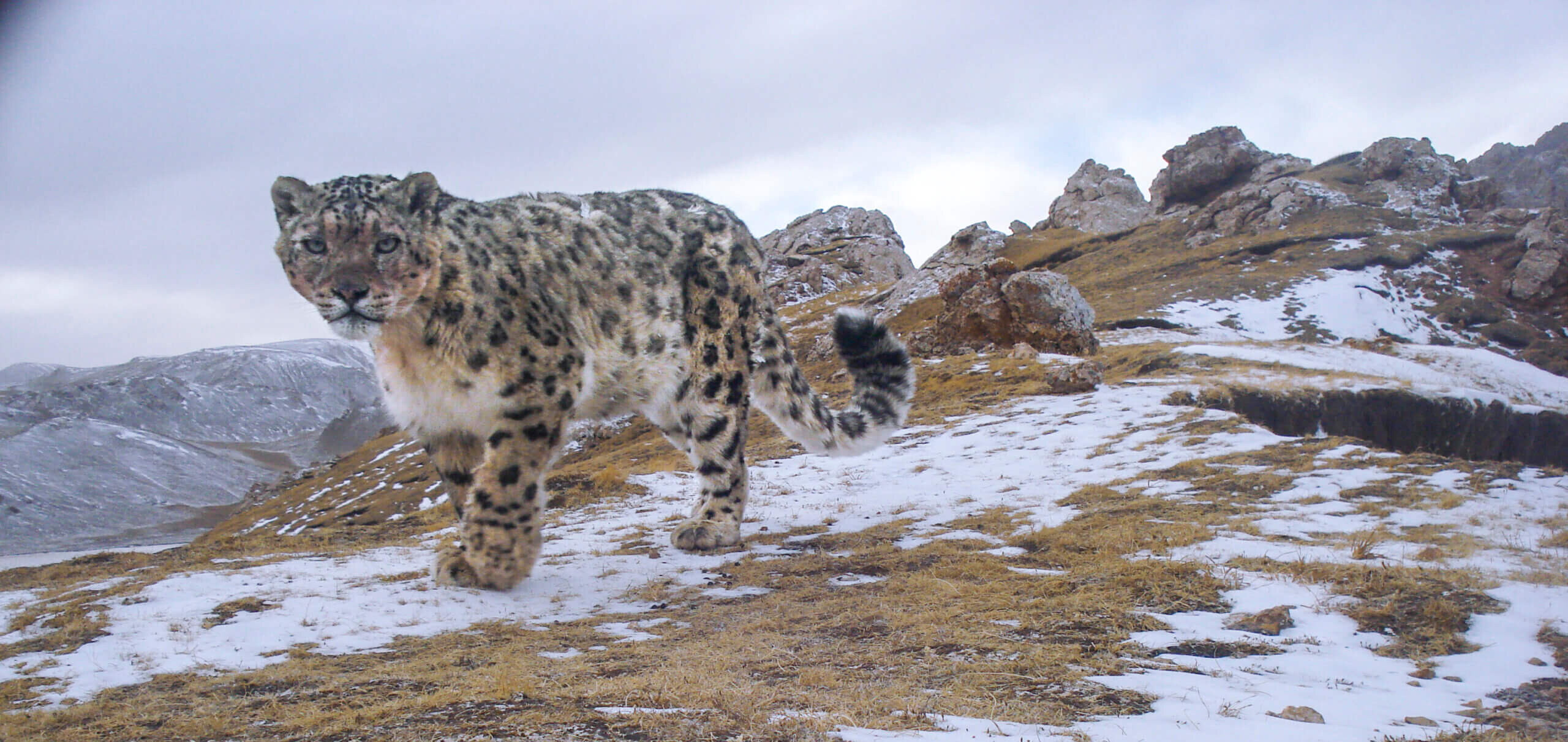 Historic Snow Leopard Count Unveiled in China - Snow Leopard Trust