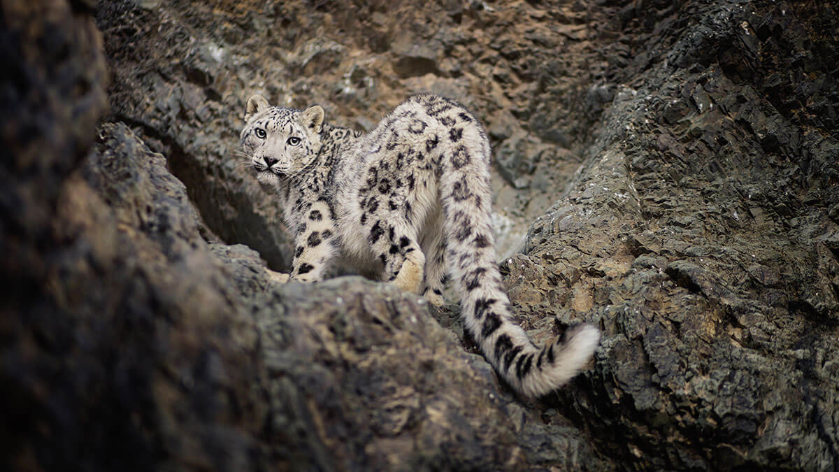 Five Incredible Facts about Snow Leopards and Us - Snow Leopard Trust