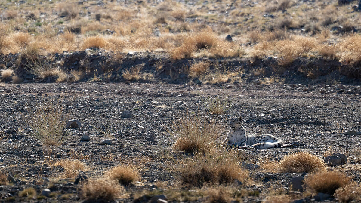 Snow Leopard Field Chronicles: Part Two - Snow Leopard Trust