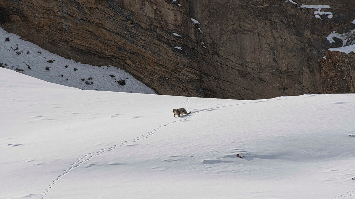 When a Snow Leopard Grows Old, Something Has Gone Right - Snow Leopard ...